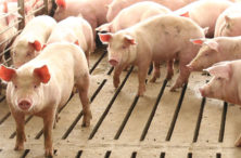 Swine Health Information Center