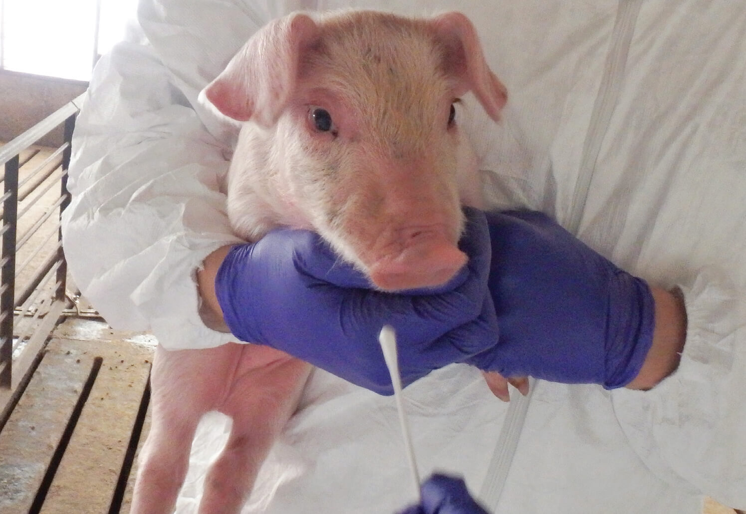 Swine Health Information Center